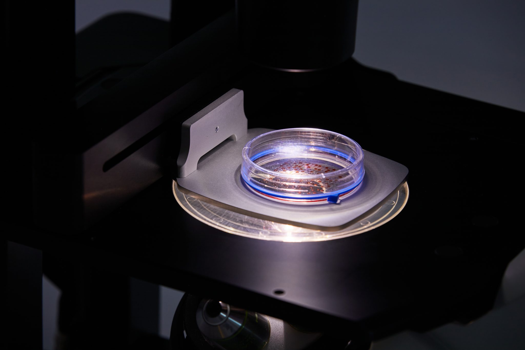 Expert hiPSC gene-editing services - Iota Sciences